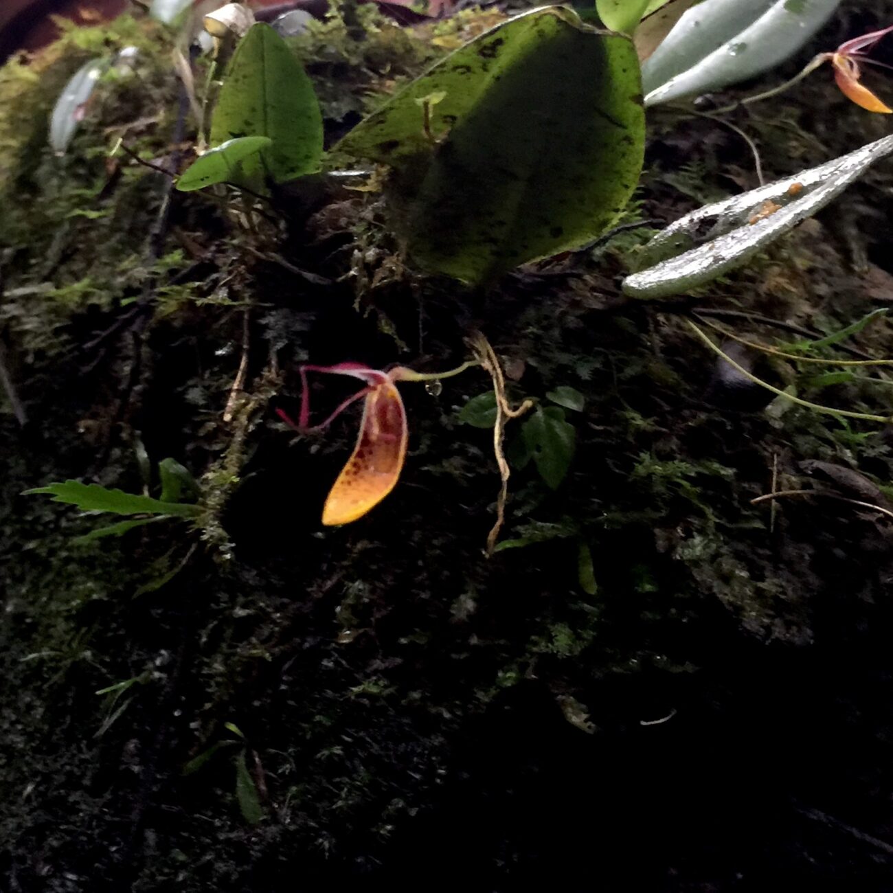 Peruvian Orchids – PATHere.org